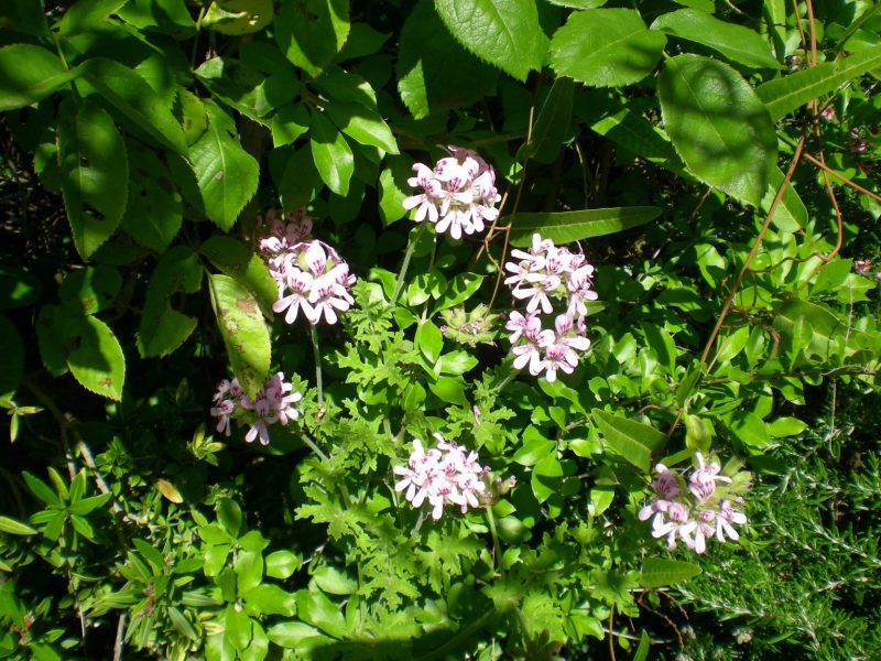 Geranio Oloroso-Geranio de Olor-Pelargonium Graveolens – Para Mi Jardín