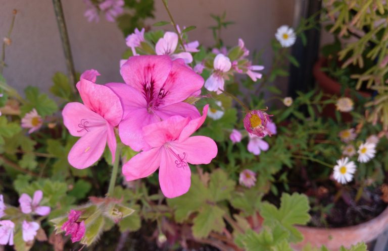 Pelargonium rosa perfumado-Geranio rosa perfumado-Pelargonium Clorinda ...