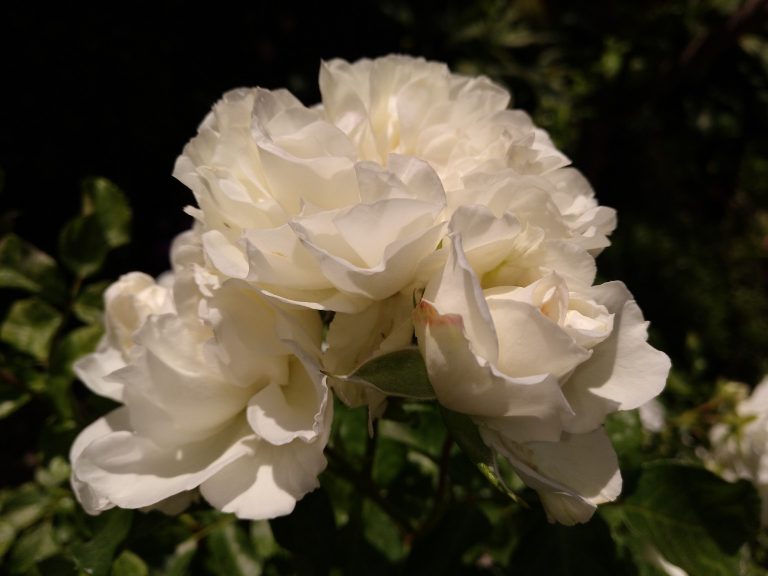 Rosal copa blanco-Rosal White Meidiland var. Meicouble – Para Mi Jardín