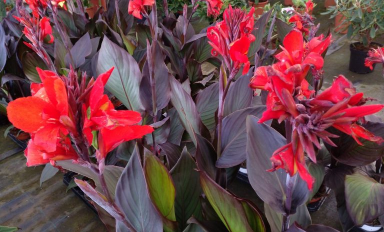 Caña de las Indias-Canna Indica – Para Mi Jardín