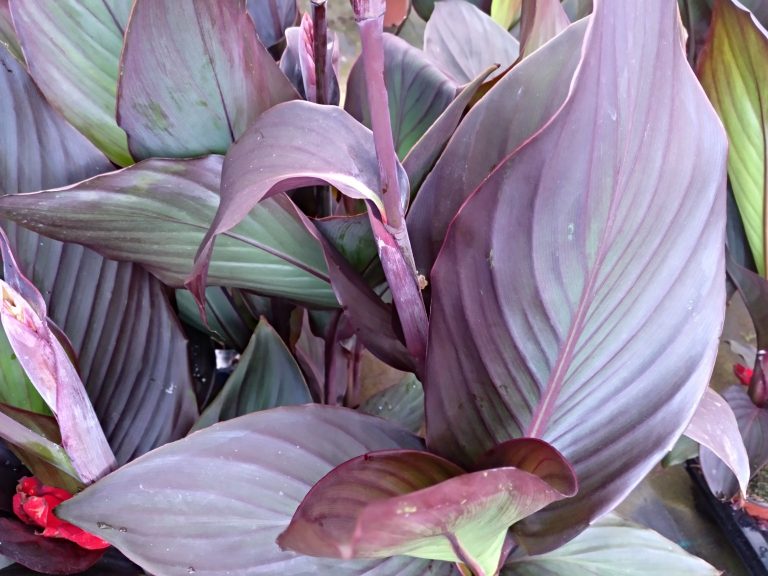 Caña de las Indias-Canna Indica – Para Mi Jardín