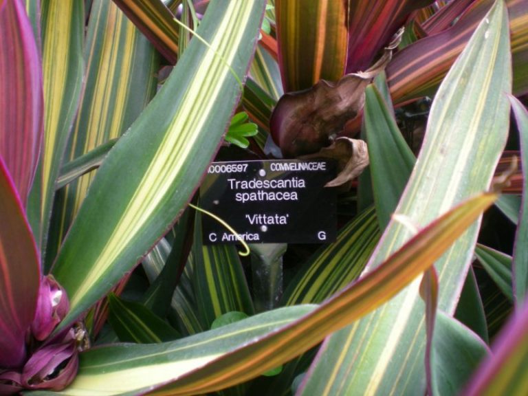 Tradescantia Spathacea Wittata-Rhoeo Discolor Vittata – Para Mi Jardín