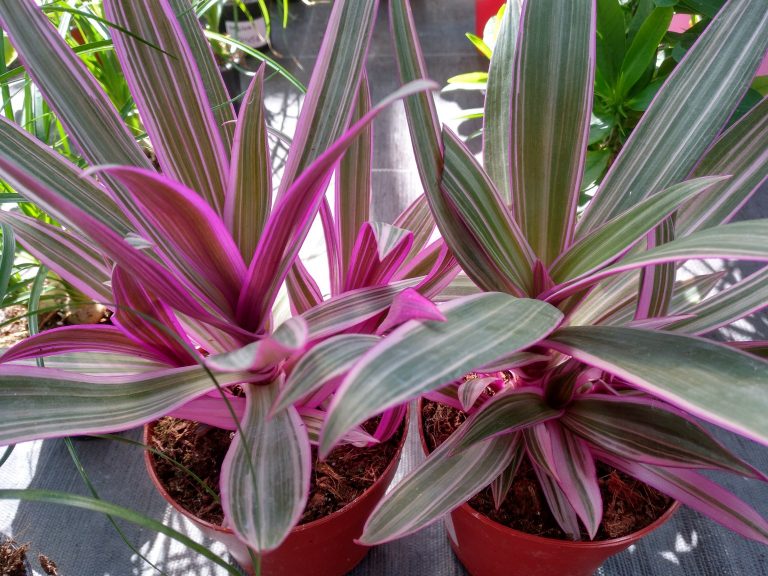 Tradescantia Spathacea Wittata-Rhoeo Discolor Vittata – Para Mi Jardín