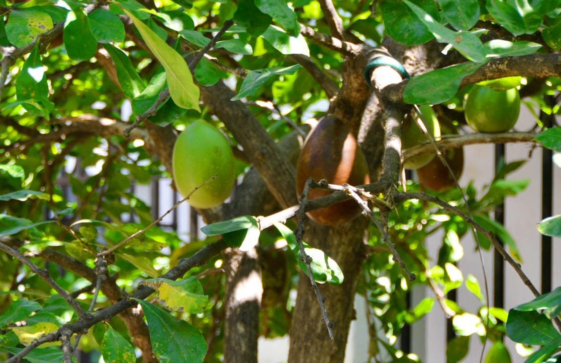 Totumo-Árbol Calabaza-Crescentia Cujete – Para Mi Jardín