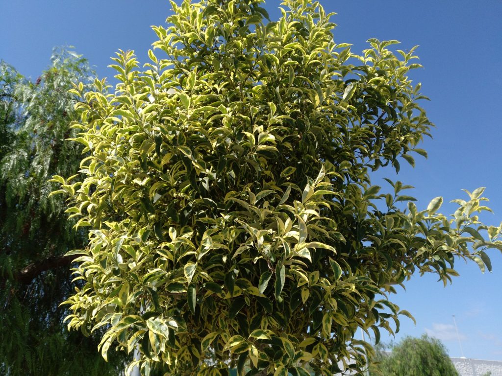 Ligustrum Japonica Variegatum – Para Mi Jardín