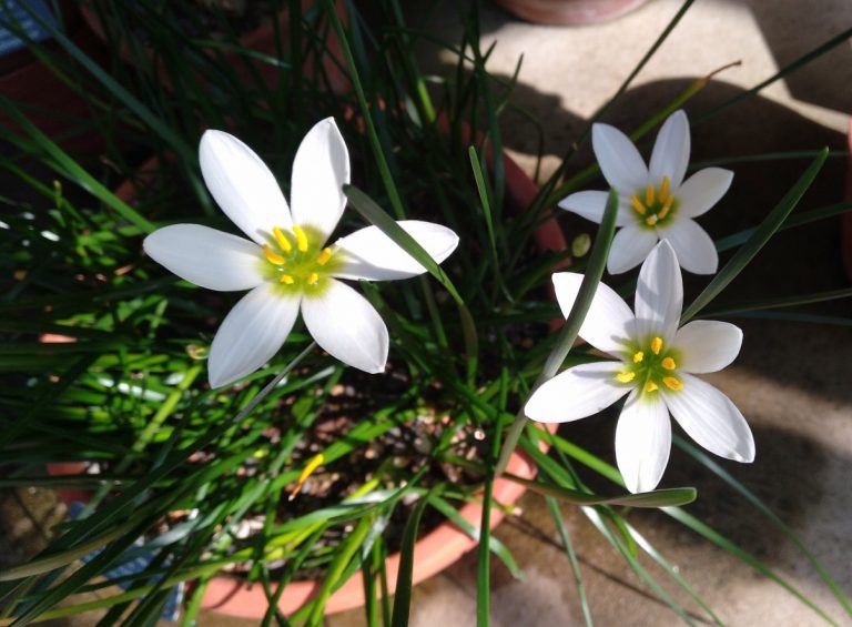 Azucena de Rio-Zephyranthes Candida – Para Mi Jardín