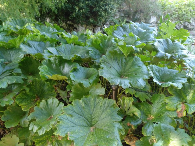 Ruibarbo Indio-Darmera Peltata – Para Mi Jardín