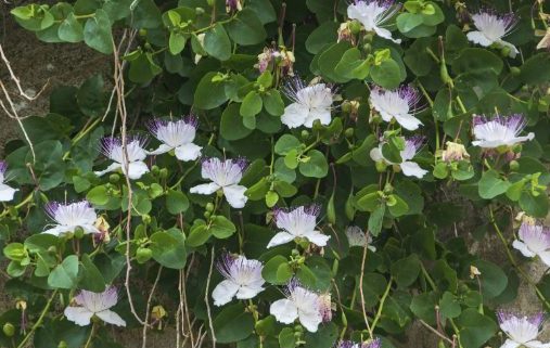 Alcaparra-Alcaparrera-Alcaparro-Capparis Spinosa, – Para Mi Jardín