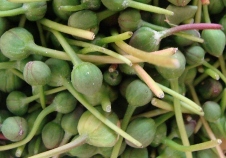 Alcaparra-Alcaparrera-Alcaparro-Capparis Spinosa, – Para Mi Jardín