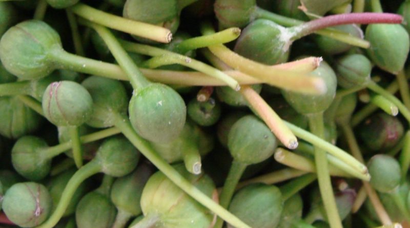 Alcaparra-Alcaparrera-Alcaparro-Capparis Spinosa, – Para Mi Jardín