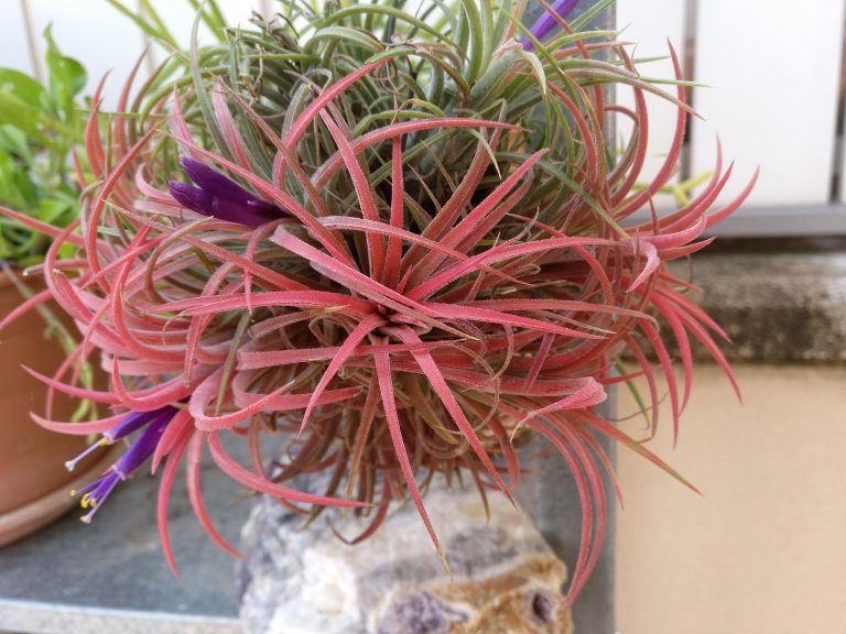 Tillandsia Ionantha Ionantha – Para Mi Jardín
