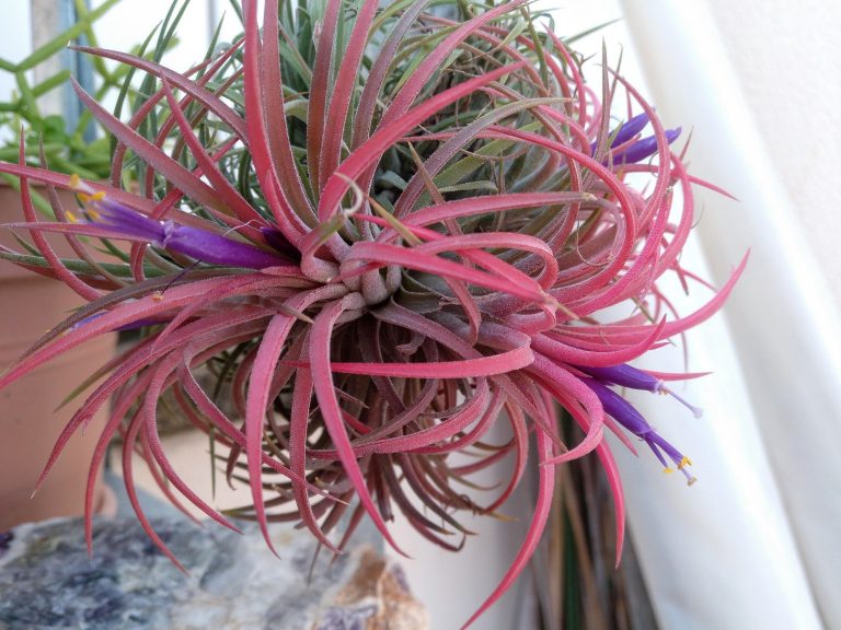 Tillandsia Ionantha Ionantha – Para Mi Jardín