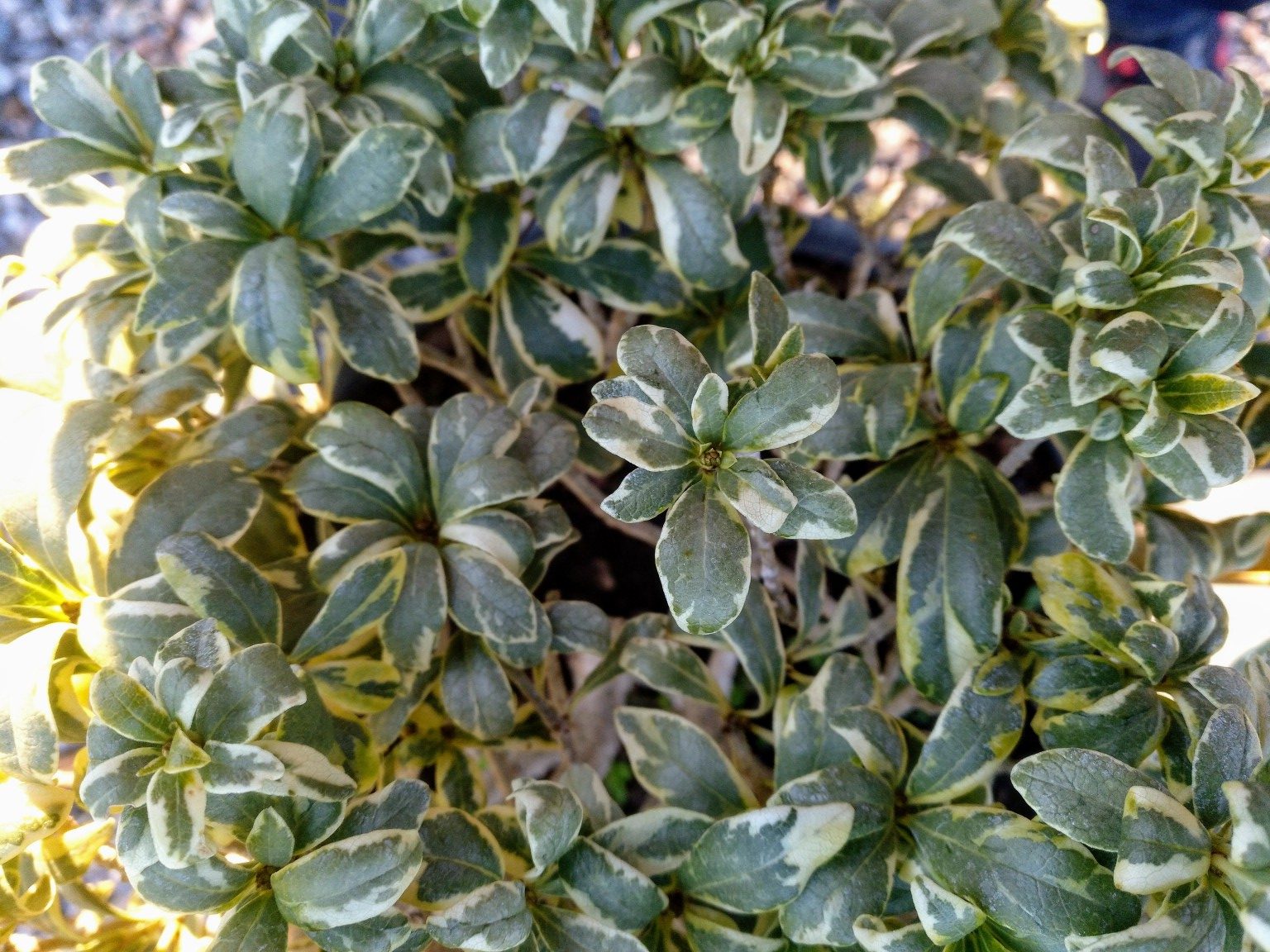 Karo Variegato-Pittosporum Crassifolium Variegatum – Para Mi Jardín