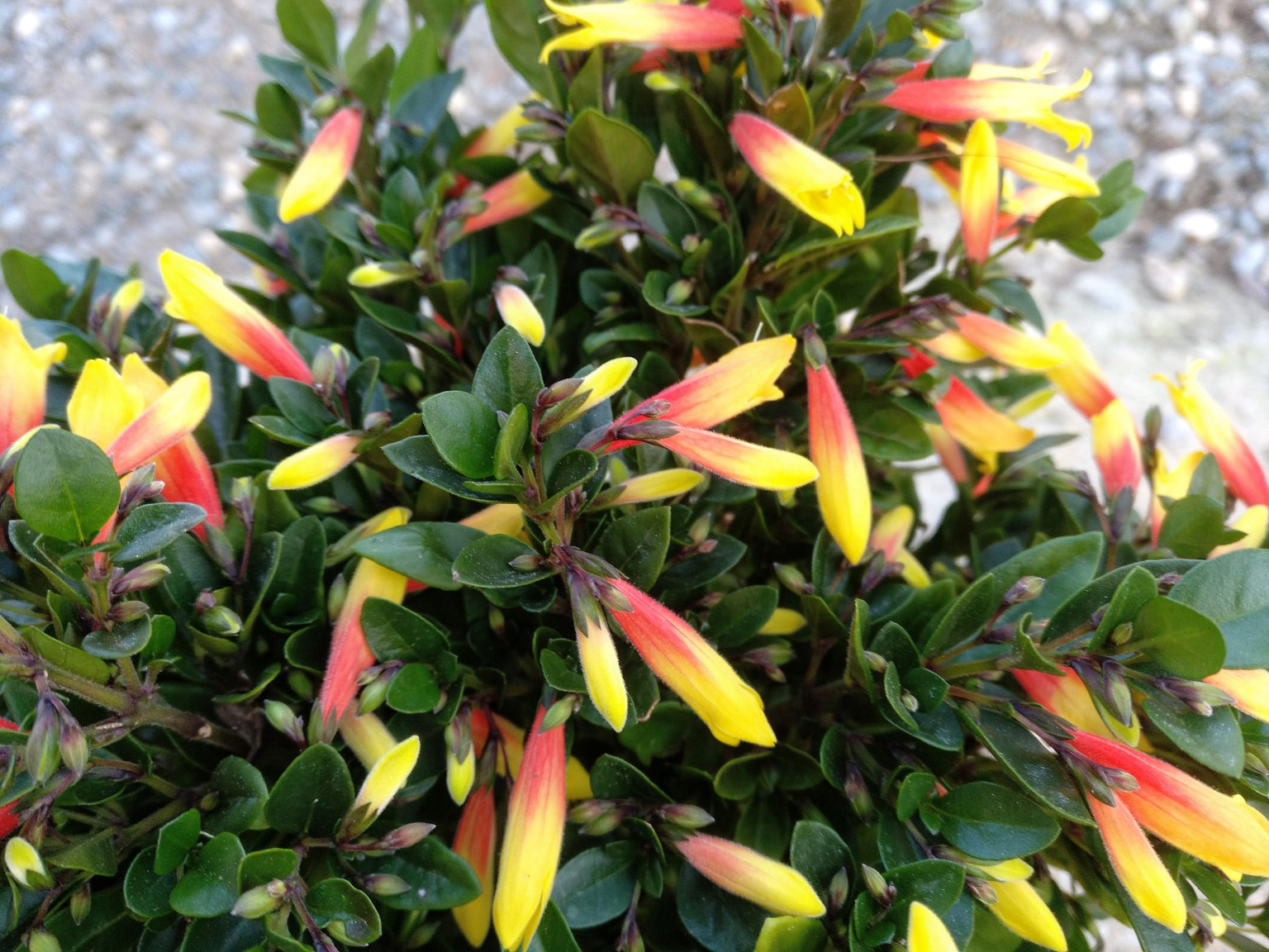 Jacobinia Pauciflora-Justicia Floribunda-Justicia Rizzinii – Para Mi Jardín