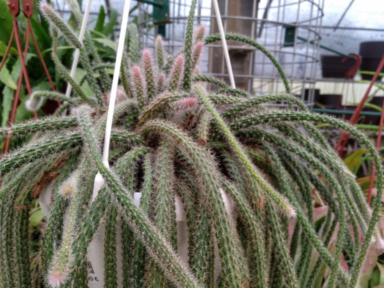 Cactus Cola de Rata-Disocactus Flagelliformis – Para Mi Jardín