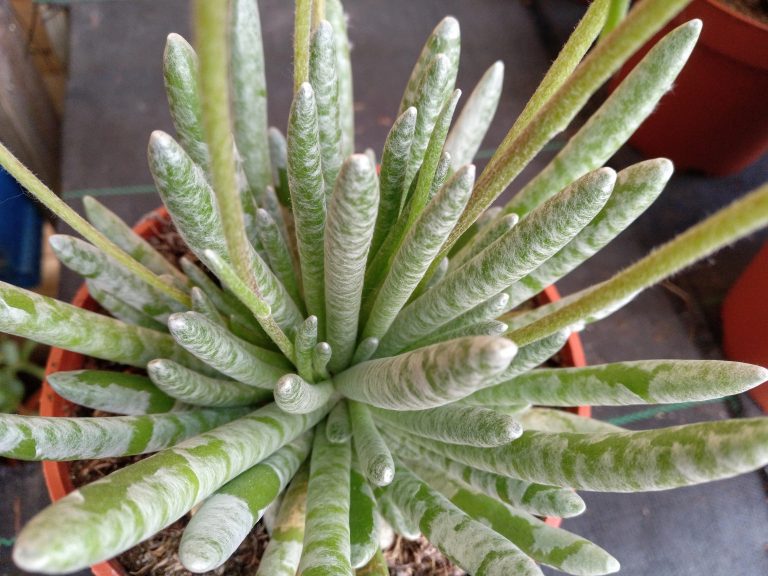 Senecio Lanudo-Senecio Scaposus – Para Mi Jardín