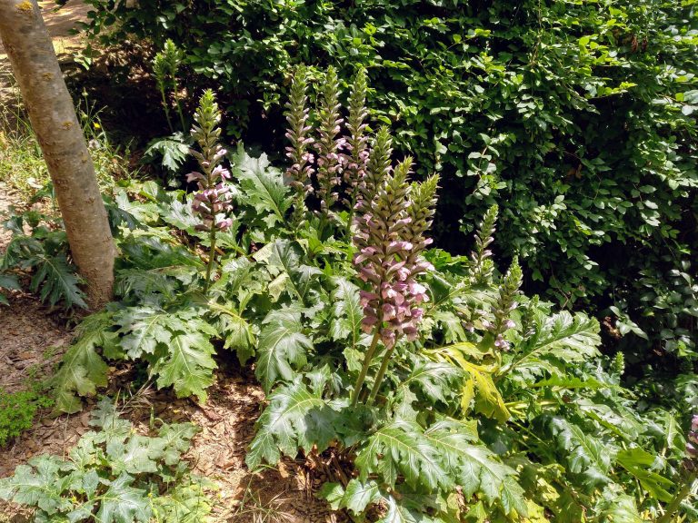 Acanto-Acanthus Mollis – Para Mi Jardín