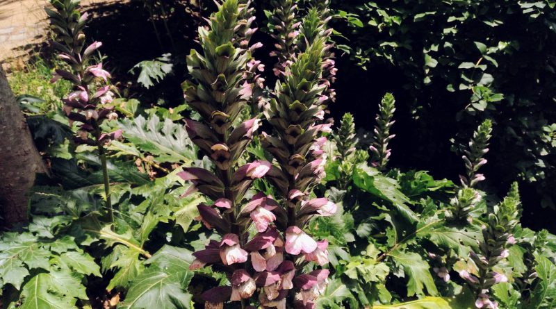Acanto-Acanthus Mollis – Para Mi Jardín