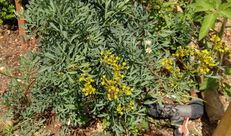Ruda-Ruta Graveolens – Para Mi Jardín