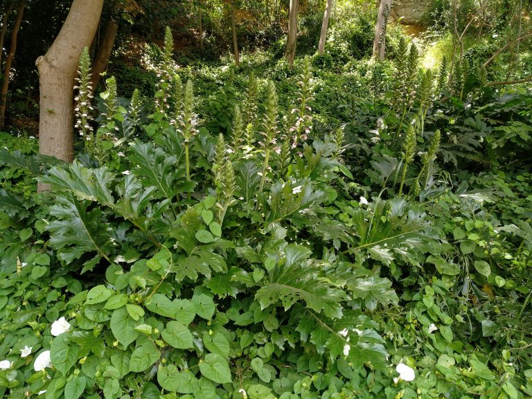 Acanto-Acanthus Mollis – Para Mi Jardín