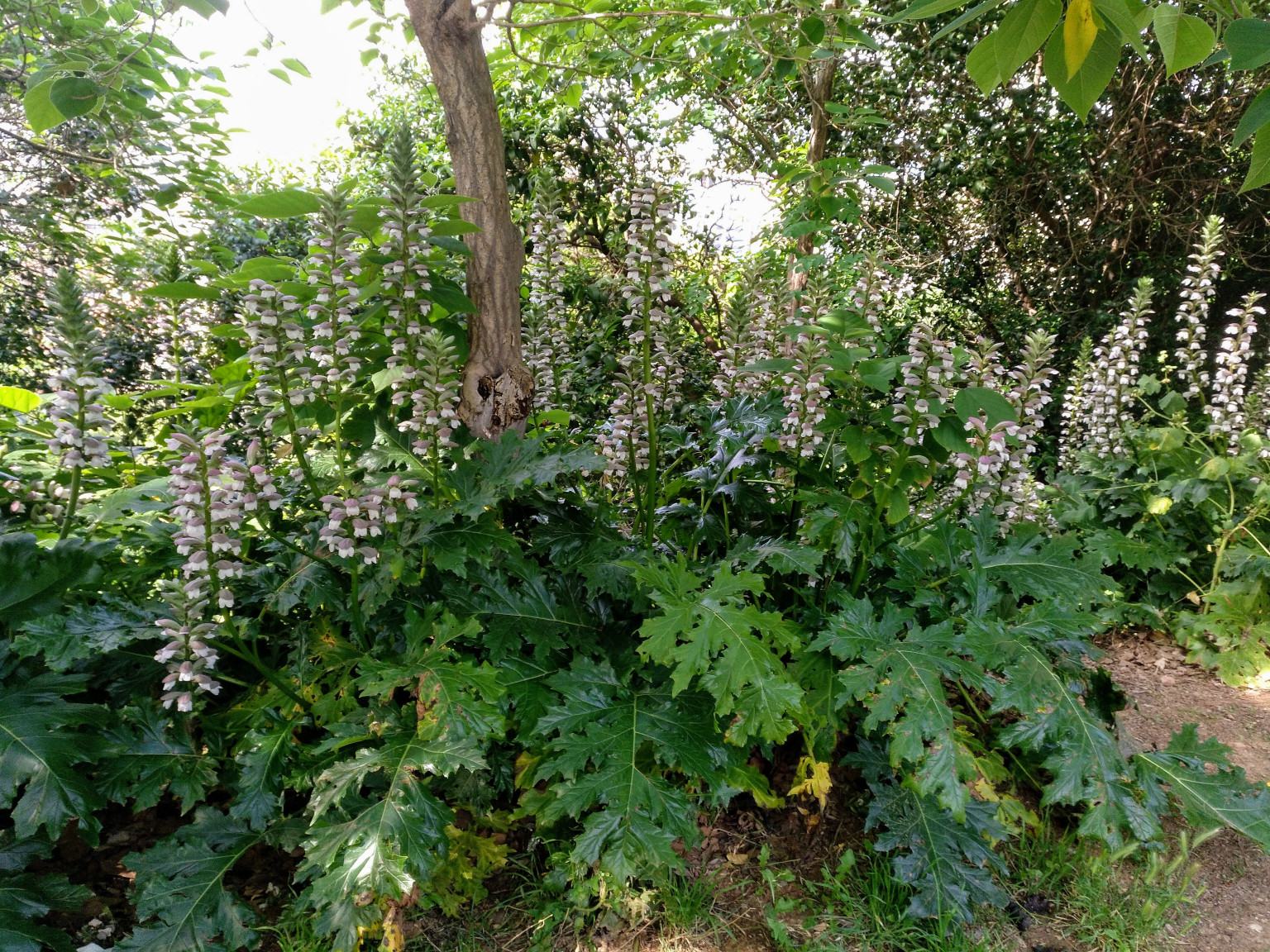 Acanto-Acanthus Mollis – Para Mi Jardín