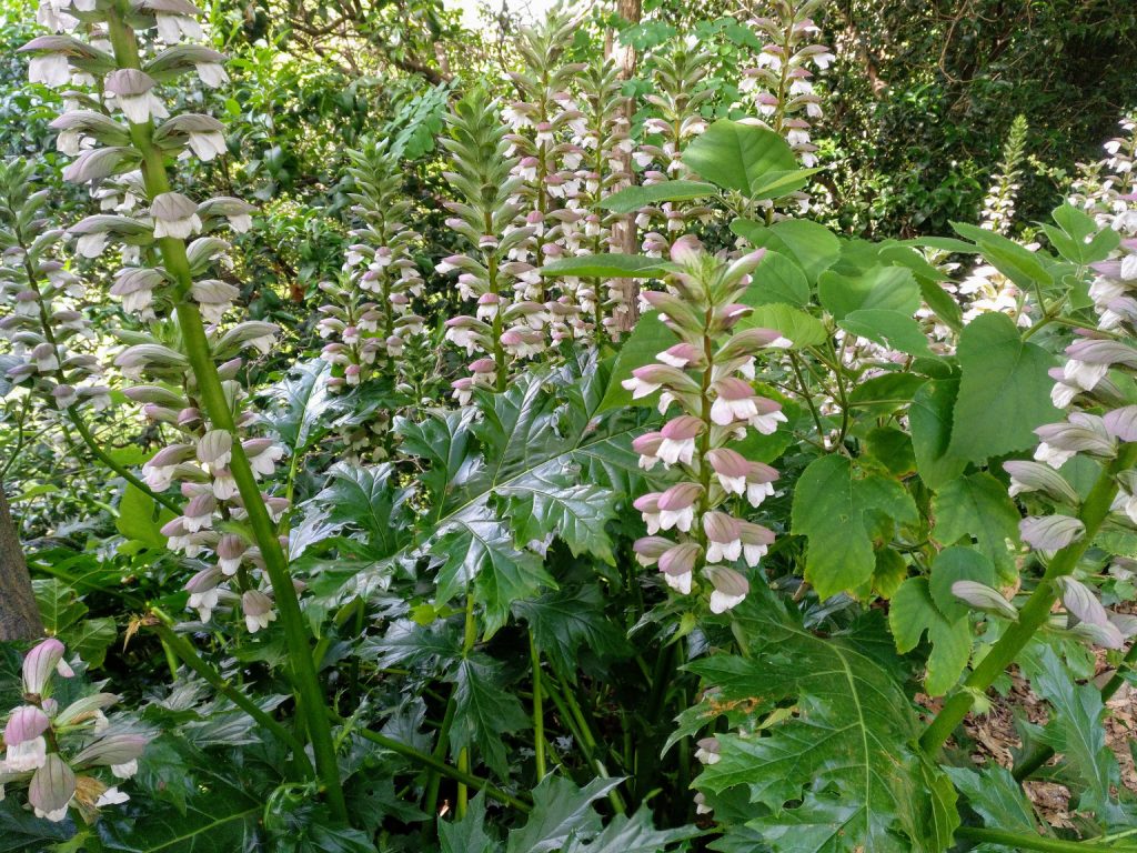 Acanto-Acanthus Mollis – Para Mi Jardín