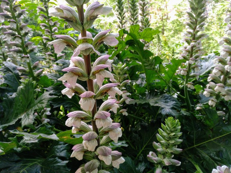Acanto-Acanthus Mollis – Para Mi Jardín