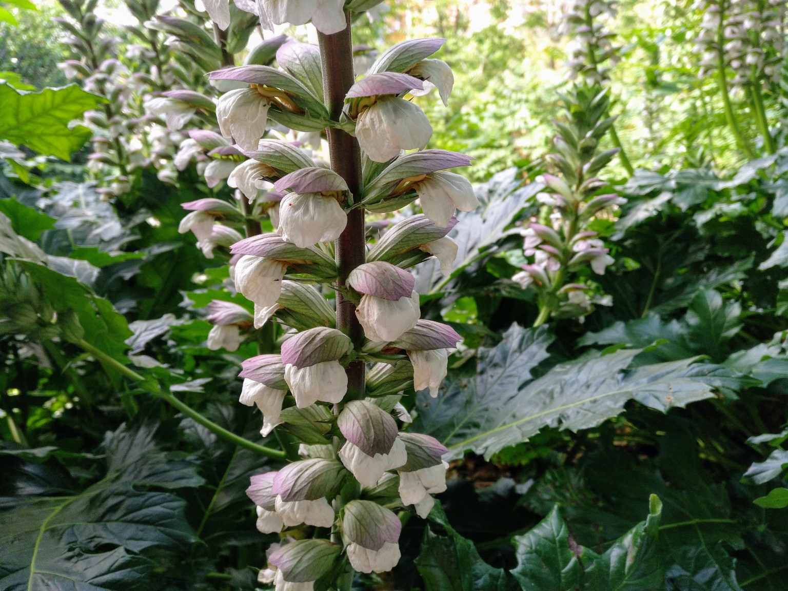 Acanto-Acanthus Mollis – Para Mi Jardín
