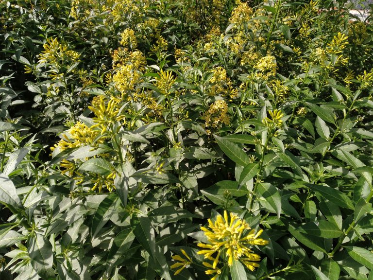 Duraznillo Negro-Cestrum Parqui – Para Mi Jardín