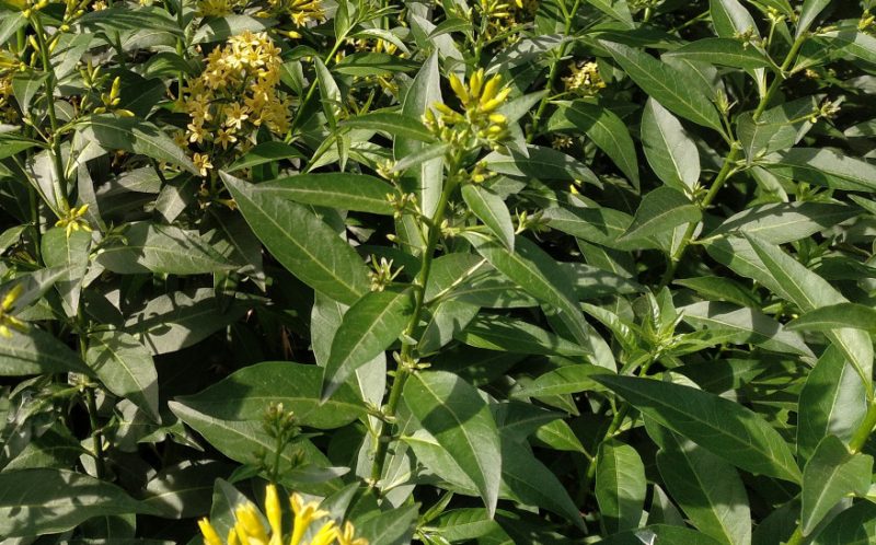 Duraznillo Negro-Cestrum Parqui – Para Mi Jardín