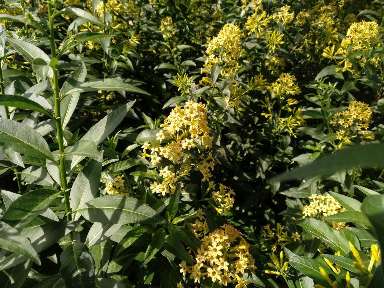 Duraznillo Negro-Cestrum Parqui – Para Mi Jardín