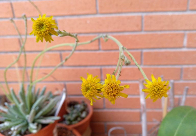 Senecio Lanudo-Senecio Scaposus – Para Mi Jardín