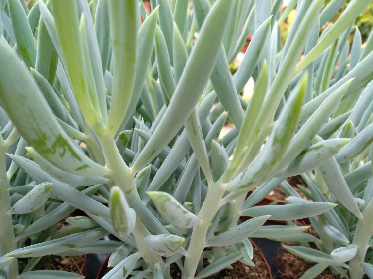 Curio Ficoides-Senecio Ficoides – Para Mi Jardín