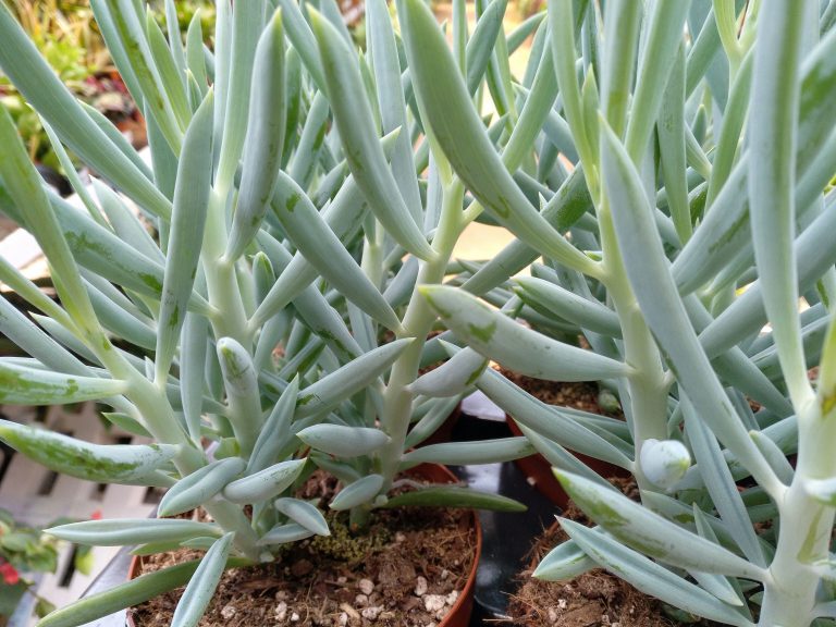 Curio Ficoides-Senecio Ficoides – Para Mi Jardín