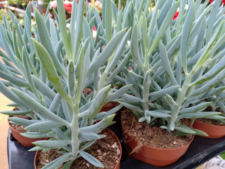 Curio Ficoides-Senecio Ficoides – Para Mi Jardín