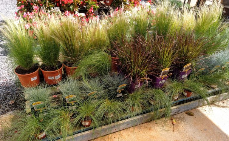 Festuca Azul-Festuca Glauca – Para Mi Jardín