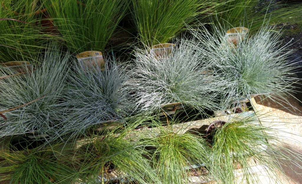 Festuca Azul-Festuca Glauca – Para Mi Jardín