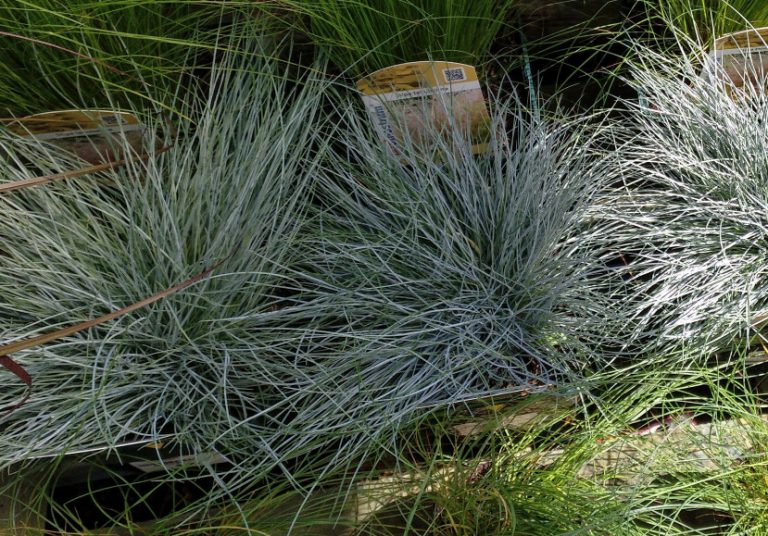 Festuca Azul-Festuca Glauca – Para Mi Jardín