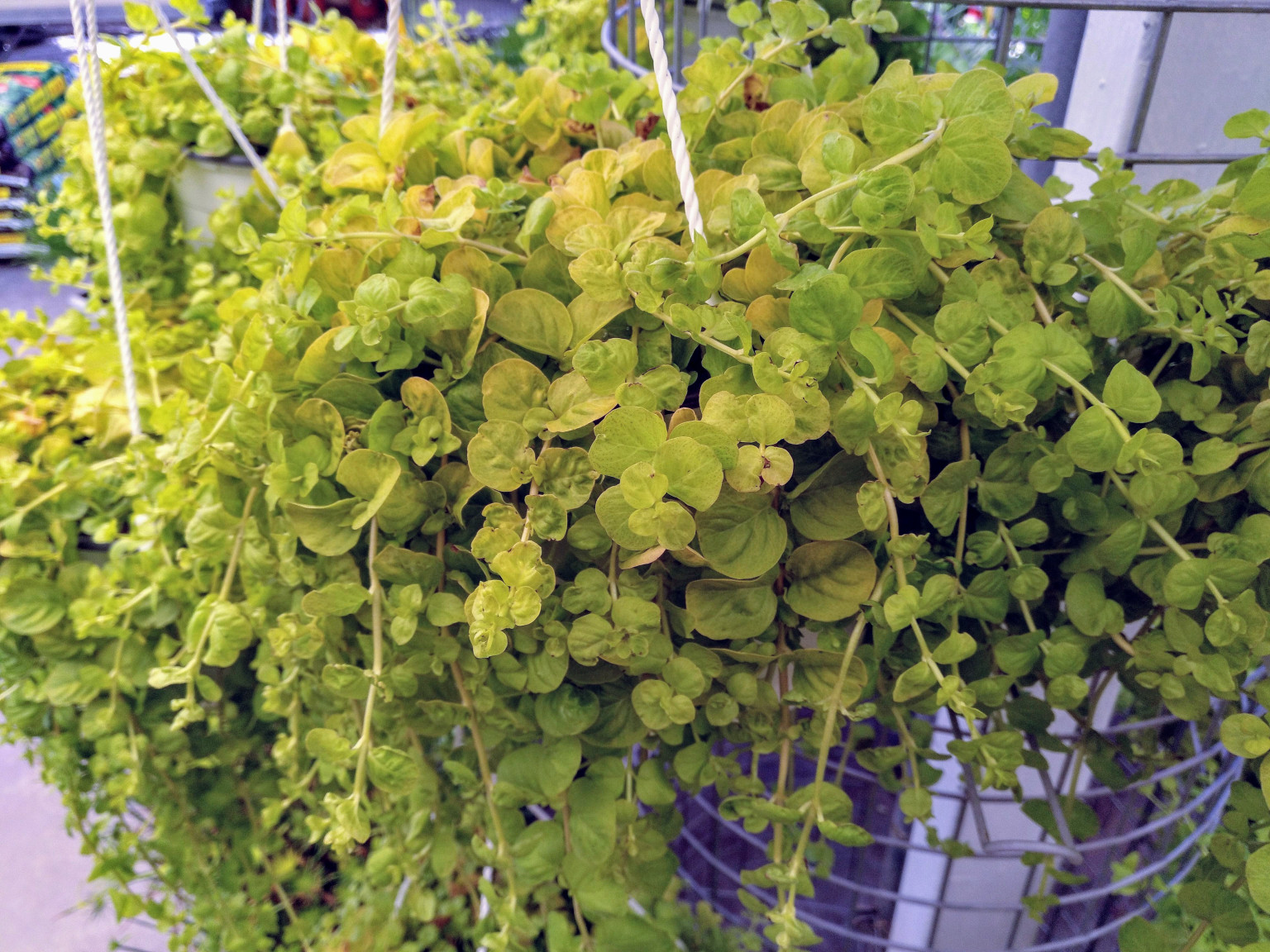 Hierba de la Moneda-Lysimachia Nummularia Aurea – Para Mi Jardín