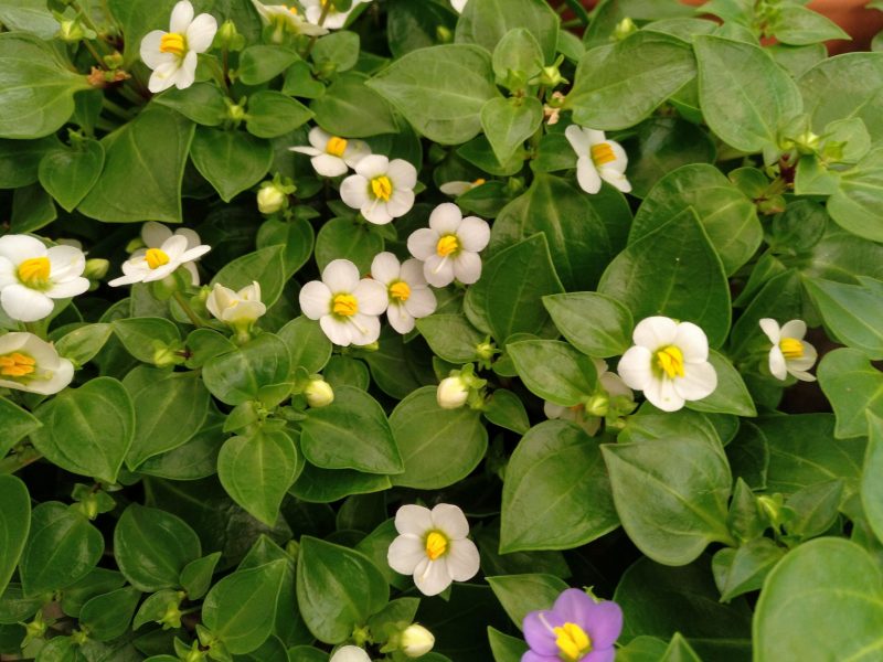 Violeta de Persia-Violeta de Arabia-Exacum Affine – Para Mi Jardín