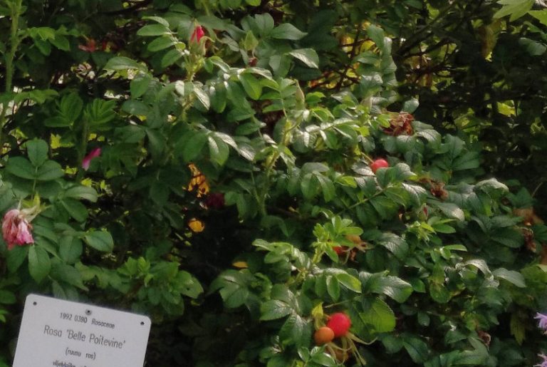 Rosa Rugosa Belle Poitevine – Para Mi Jardín