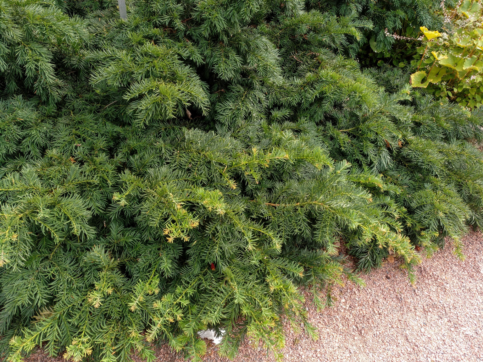Tejo Ingles extendido-Taxus Baccata Repandens – Para Mi Jardín