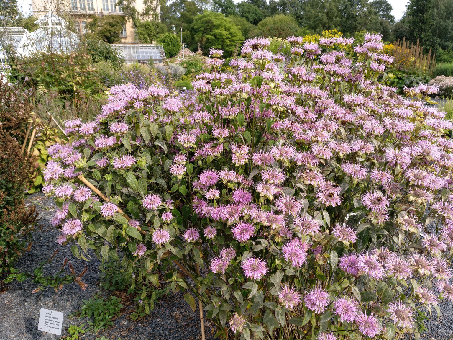 Bergamota Silvestre-Monarda Fistulosa – Para Mi Jardín