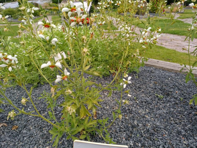 Ortiga de Chile-Loasa Triphylla Vulcanica – Para Mi Jardín