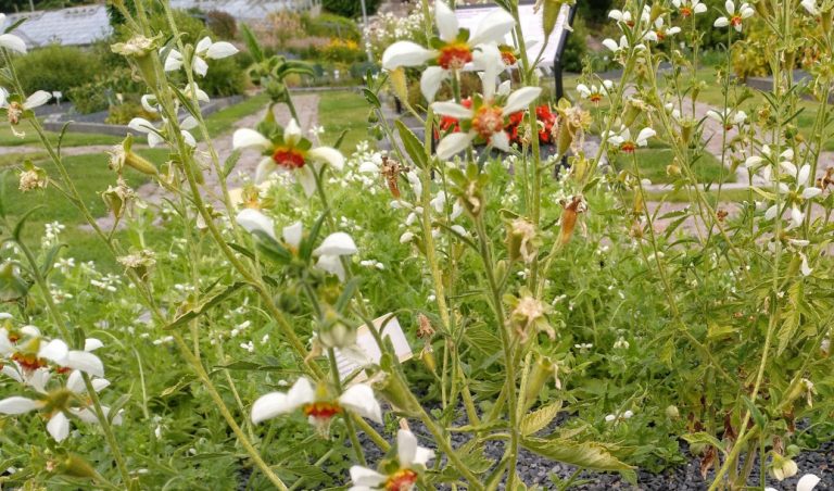 Ortiga de Chile-Loasa Triphylla Vulcanica – Para Mi Jardín