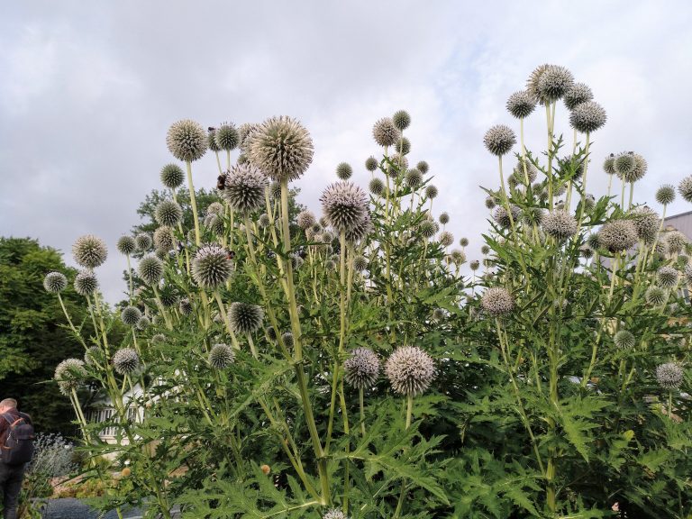Cardo Globo «Estrella Helada»-Echinops Bannaticus «Star Frost» – Para ...