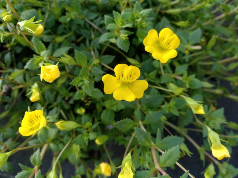 Mecardonia – Para Mi Jardín