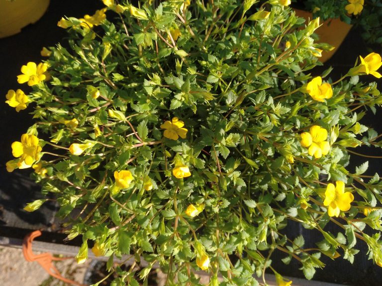 Mecardonia – Para Mi Jardín