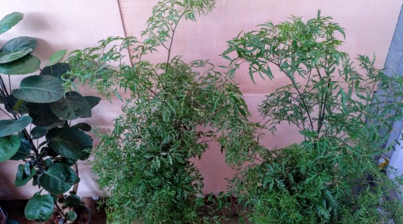 Polyscias Fruticosa Harms – Para Mi Jardín