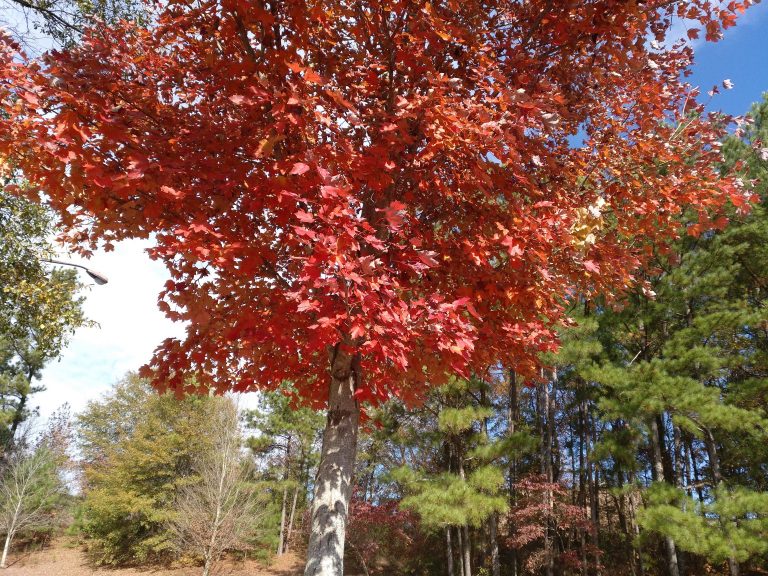 Arce Rojo Americano-Arce de Canada-Acer Rubrum – Para Mi Jardín
